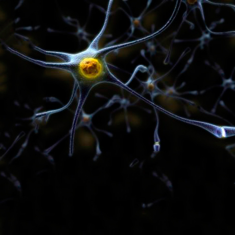 Nervecellen